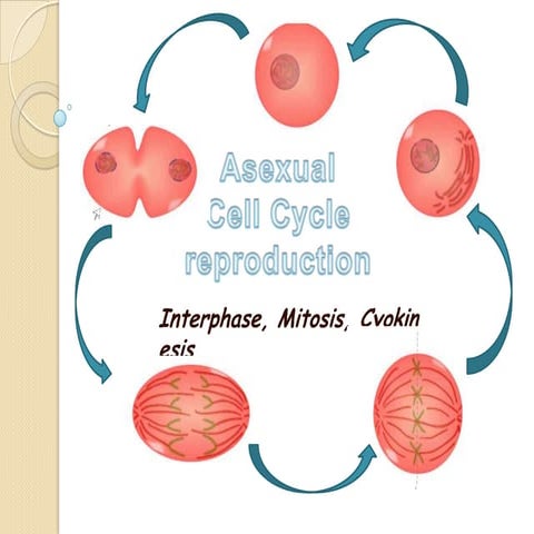 Cell cycle reproduction | PPTX