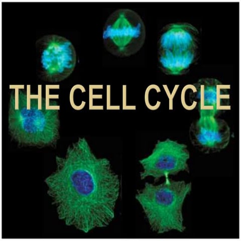 Cell Cycle Review | PPT