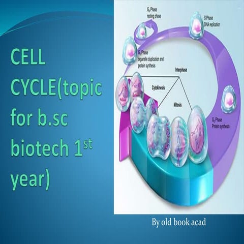 Cell cycle