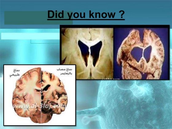 Neoteny | PPTX | Reptiles | Pets