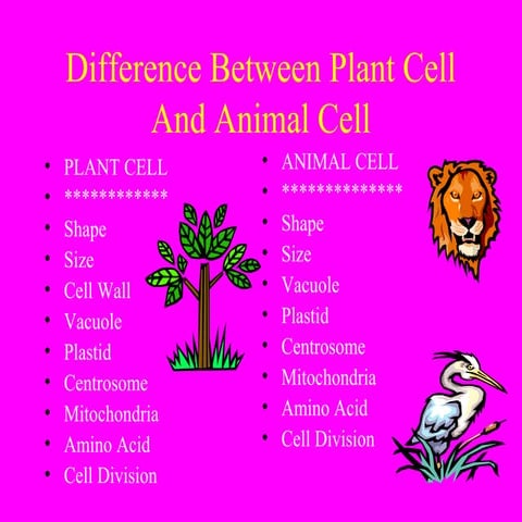 Plant And Animal Cell Mitosis Differences