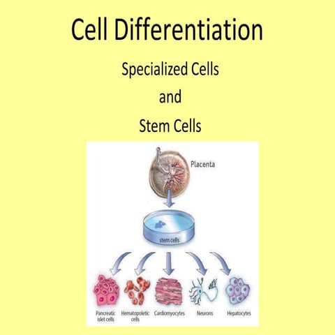 cell differentiation.pptx