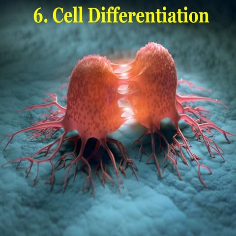 CELL DIFFERENTIATION.pdf a ppt on cell differentiation | PDF