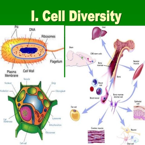 cell_diversity.ppt