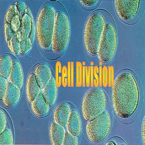 Cell division | PPT | Infertility | Reproductive Health