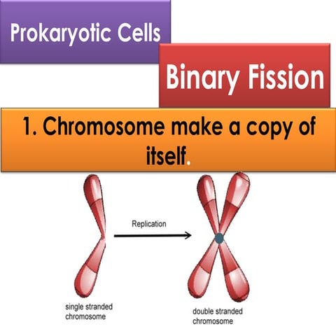 Cell division | PPTX