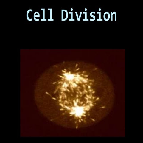 Cell division | PPTX