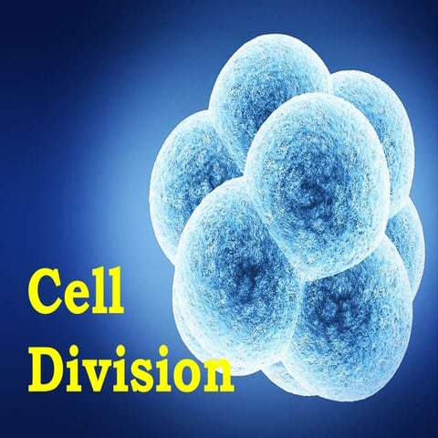 Cell Division.pptx