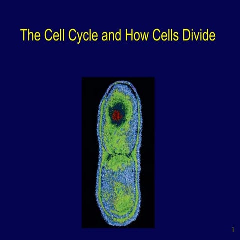 Cell cycle, its regulation and checkpoints | PPT