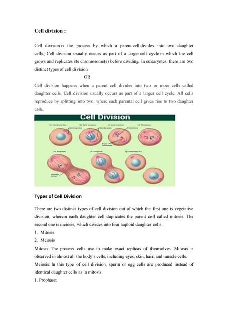 Cell Division Worksheet Doc Cell Cycle Control In Cancer | Nature