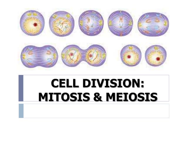 MITOSIS AND MEIOSIS (cell division) | PPTX