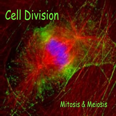 Cell Division Mitosis and Meiosis | PPT