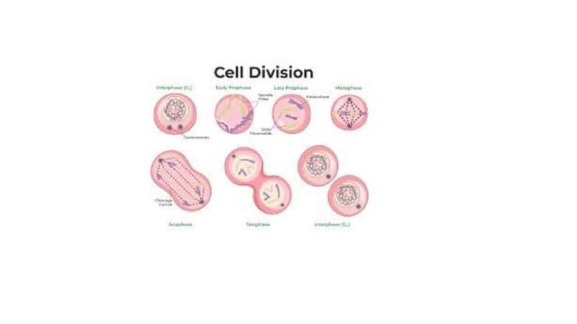 Mitosis and Meiosis for Grade 7 Science 7 | PPT