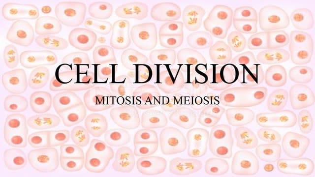 Lesson 5 Cell Cycle (Mitosis and Meiosis) | PDF