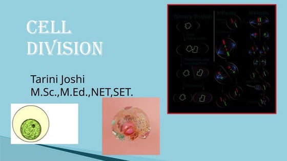 Mitosis | PPT