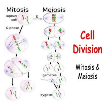 Cell division : mitosis and meiosis | PPTX
