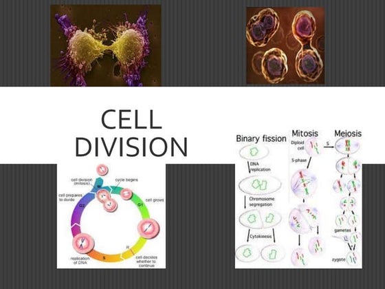 Cell division | PPTX