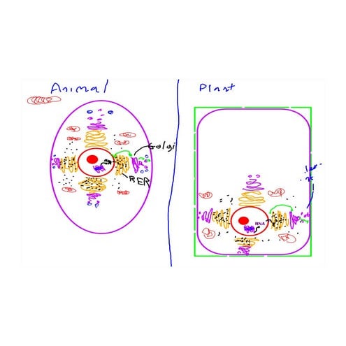 Cell drawing2 | PDF