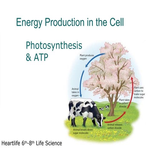 Cell Energy Photosynthesis | PPT