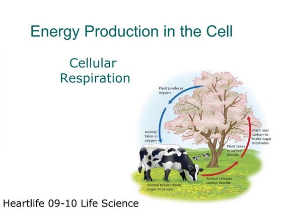 cellular_respiration.ppt