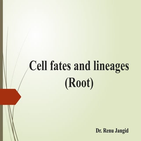 Cell fate and lineages (Root), pattern formation.pptx
