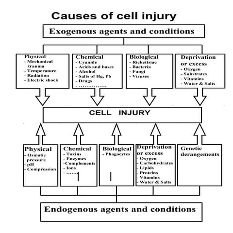 Cell injury | PPT