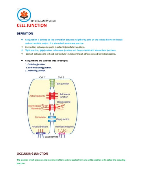 Cell junctions | PPT
