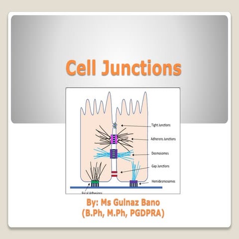 Cell junctions , cell adhesion and extra cellular matrix | PPTX