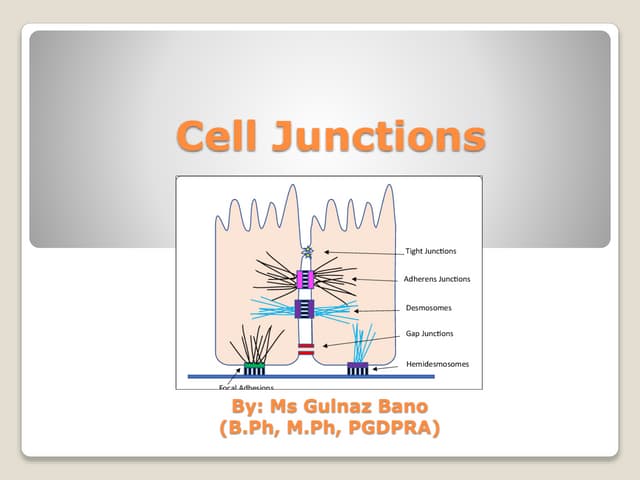 Cell junctions , cell adhesion and extra cellular matrix | PPTX