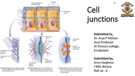 Cell junctions | PPTX