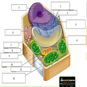 CELL LABELING.PROKARYOTIC AND EUKARYOTIC CELL | PPTX