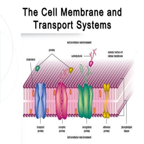 Cell membrane | PPT