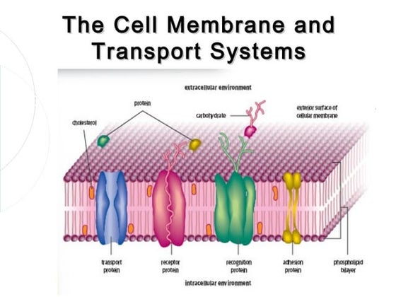 Biology - Osmosis and Tonicity | PPT