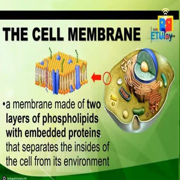 COMPONENTS OF CELL MEMBRANE AND ITS FUNCTIONS | PPTX