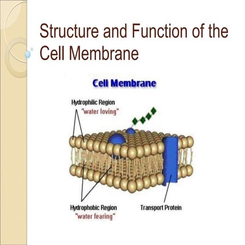 Cell membrane and transport | PPT