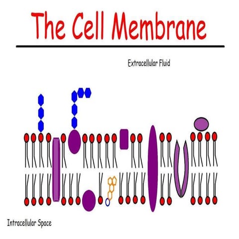 Cell Membrane BDS.pptx