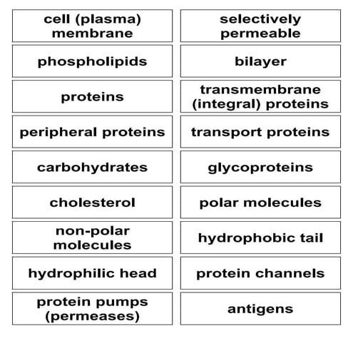 Cellmembrane concept map words | PDF
