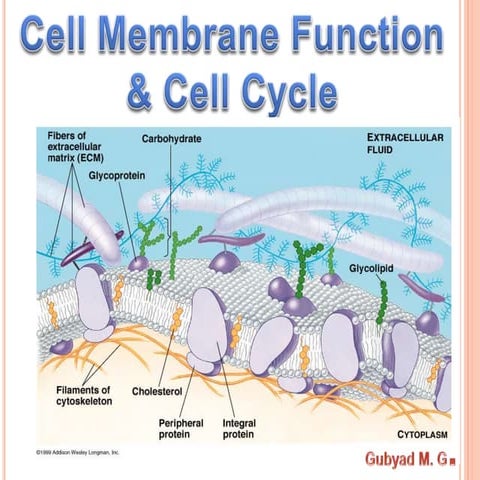 Cell membrane function and cell cycle | PPTX