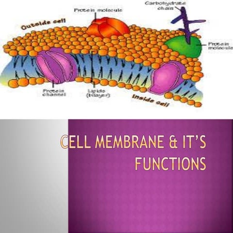 Cell Membrane & it-s Functions.pdf