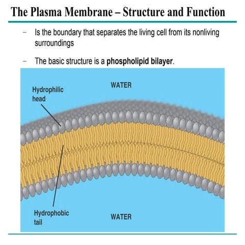 The fluid mosaic model of membrane structure | PPT