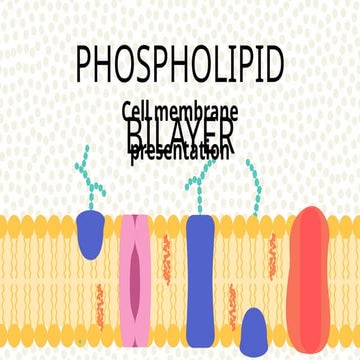 Cell Membrane Phospholipid Bilayer Biology Presentation in a Bold Colorful Style.pptx