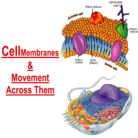 Cell membranes | PPTX | Chemistry | Science
