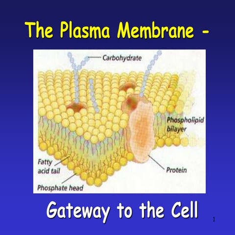 Cell membranes and transport | PPTX