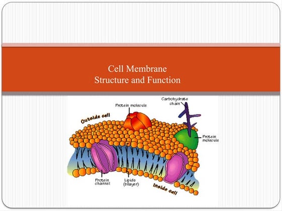 cell membrane structure.ppt