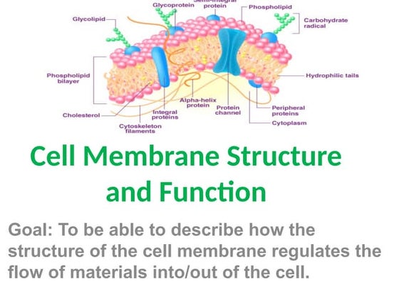 Cell Membranes Part Ii Including Active Transport 1213h1ppt