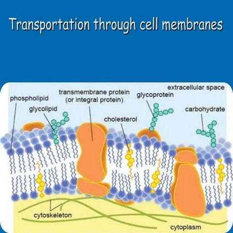 Transportation through cell membrane. | PPT