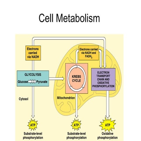Biological Molecules