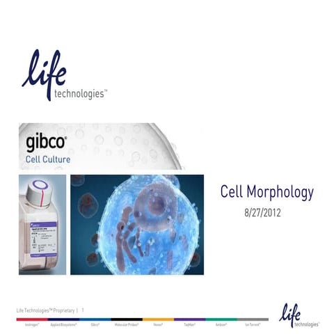 What is Cell Morphology in a Cell Culture? | PDF