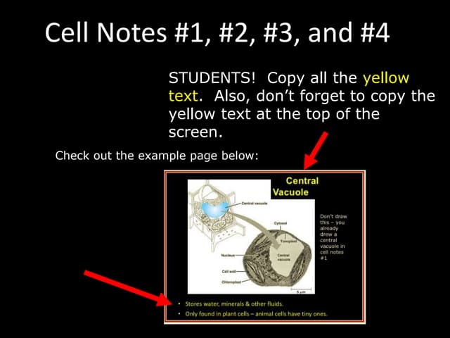 Mitosis Notes 7th grade level | PPT