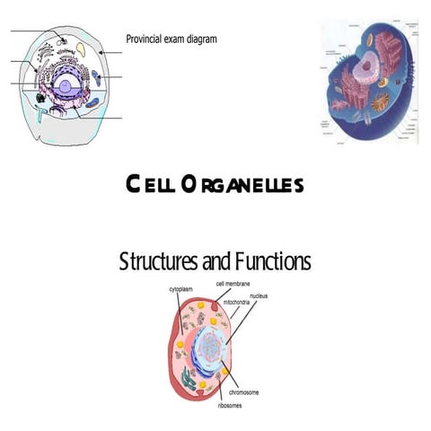 Biology 12 - Cell Organelles | PPT
